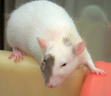 Rattus rattus - Rattus norvegicus: Ratos ''Silvestres''